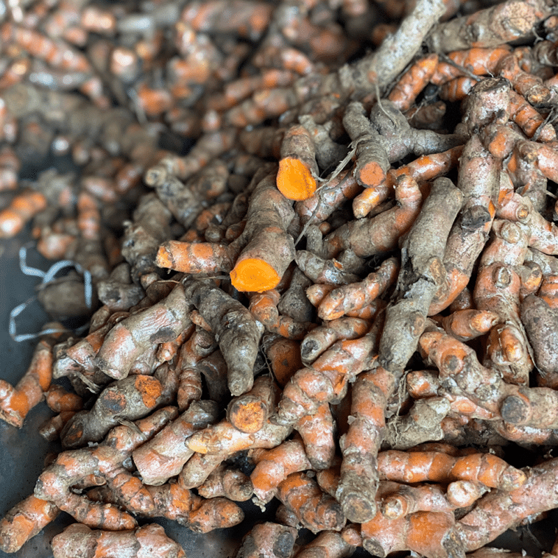 Turmeric powder - Information, benefits and recipes - La Plantation