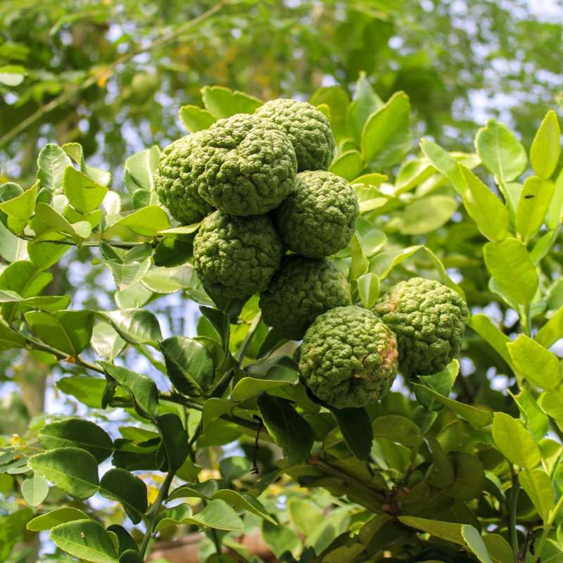 Kaffir lime: a fruit with several health benefits
