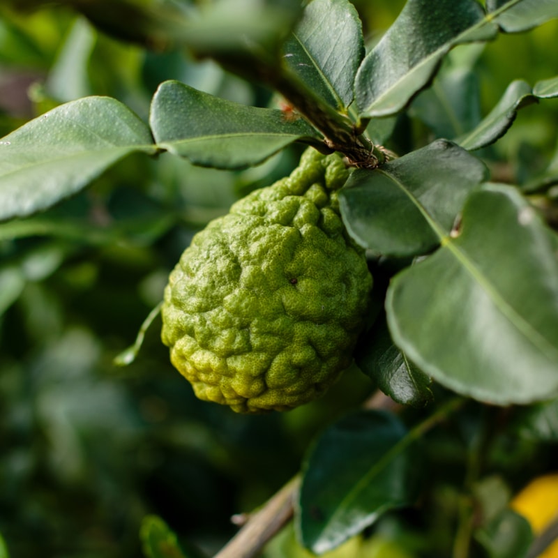 Comment utiliser le Combava dans vos recettes de cuisine