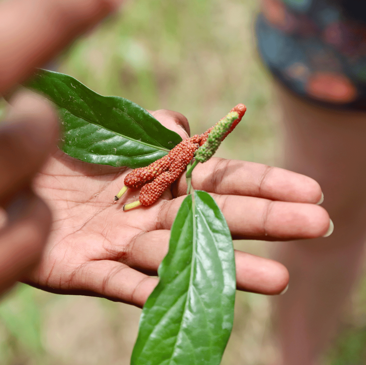Long Pepper Leather - Information, uses and recipes