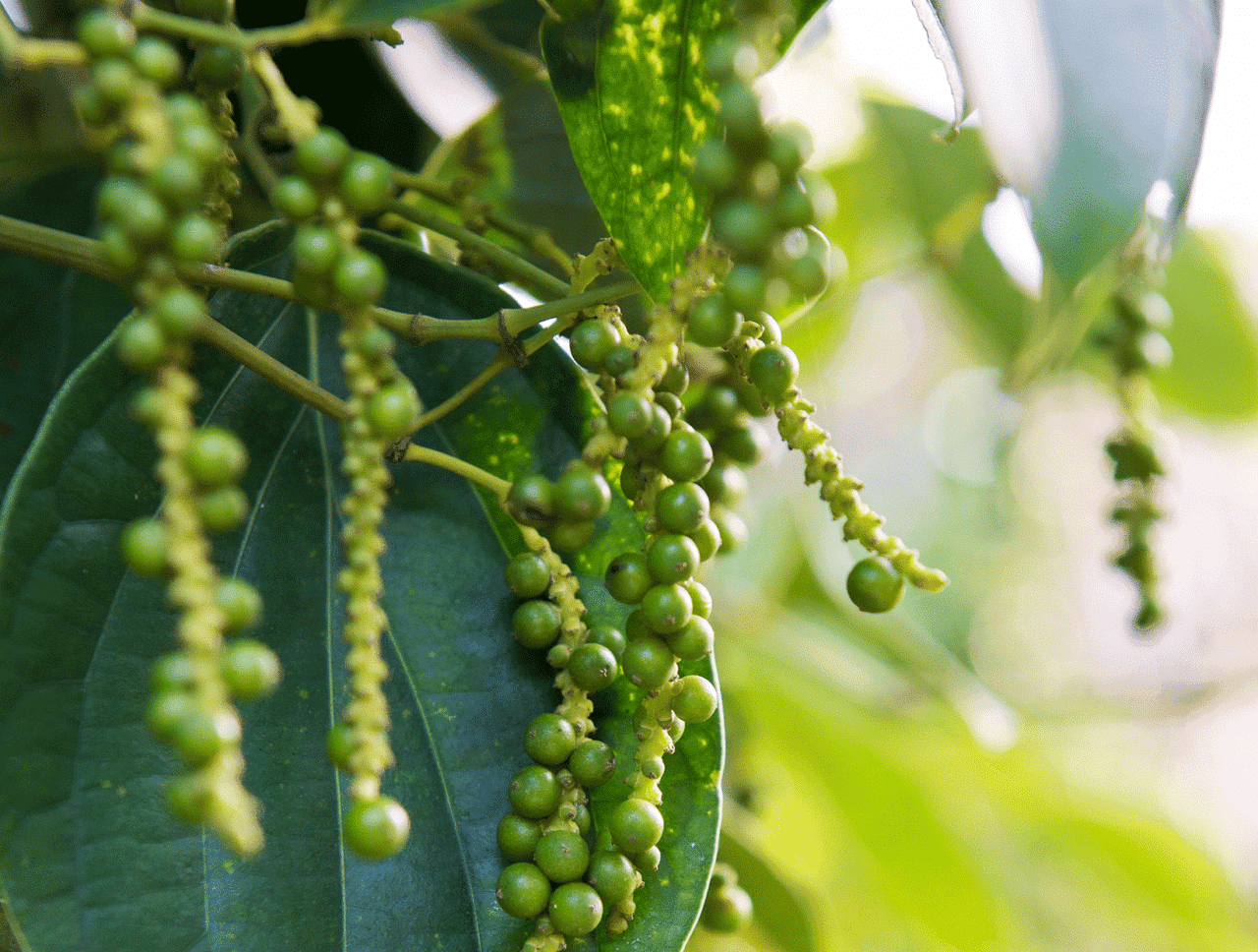 La Plantation | Direct producer of Kampot Pepper and Fair Trade spices