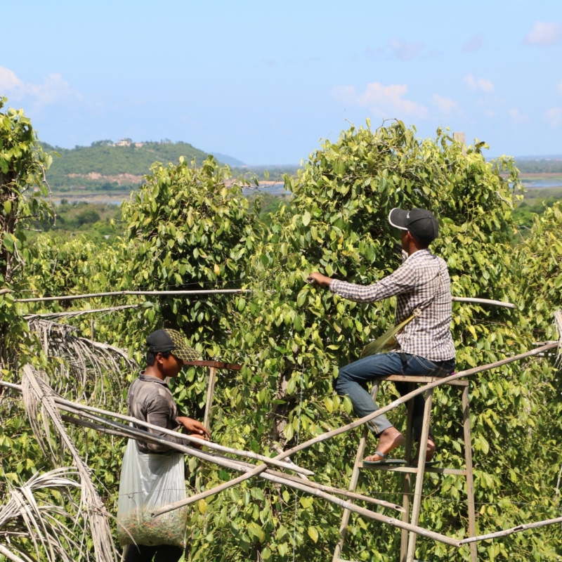 Short food supply chain and direct sale