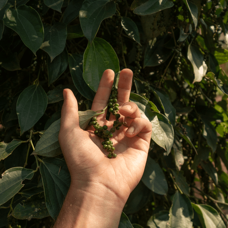 How to make a delicious Kampot Pepper sauce? - La Plantation