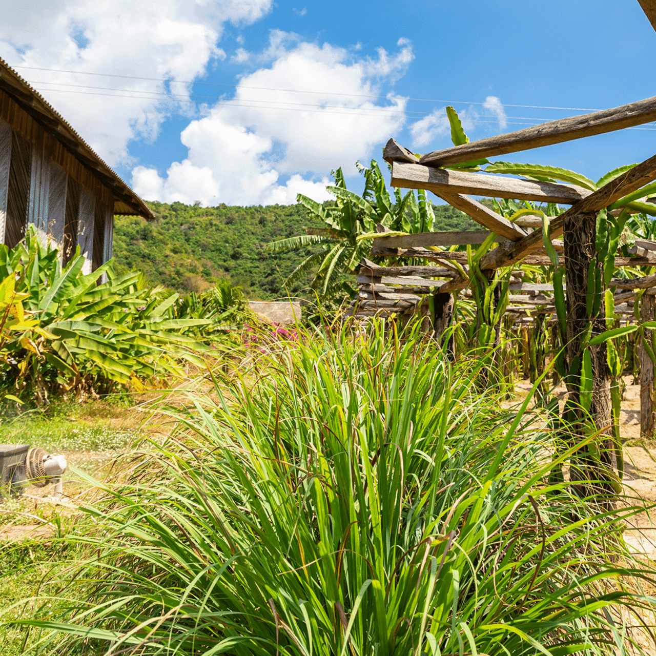 Le Combava : un agrume aux multiples bienfaits