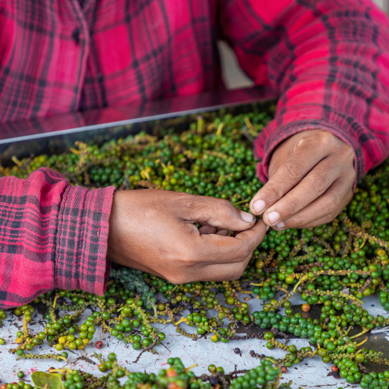 How do we produce Kampot Pepper? - La Plantation