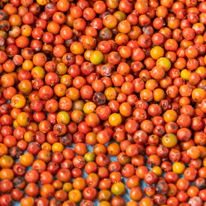 How do we produce Kampot Pepper? - La Plantation