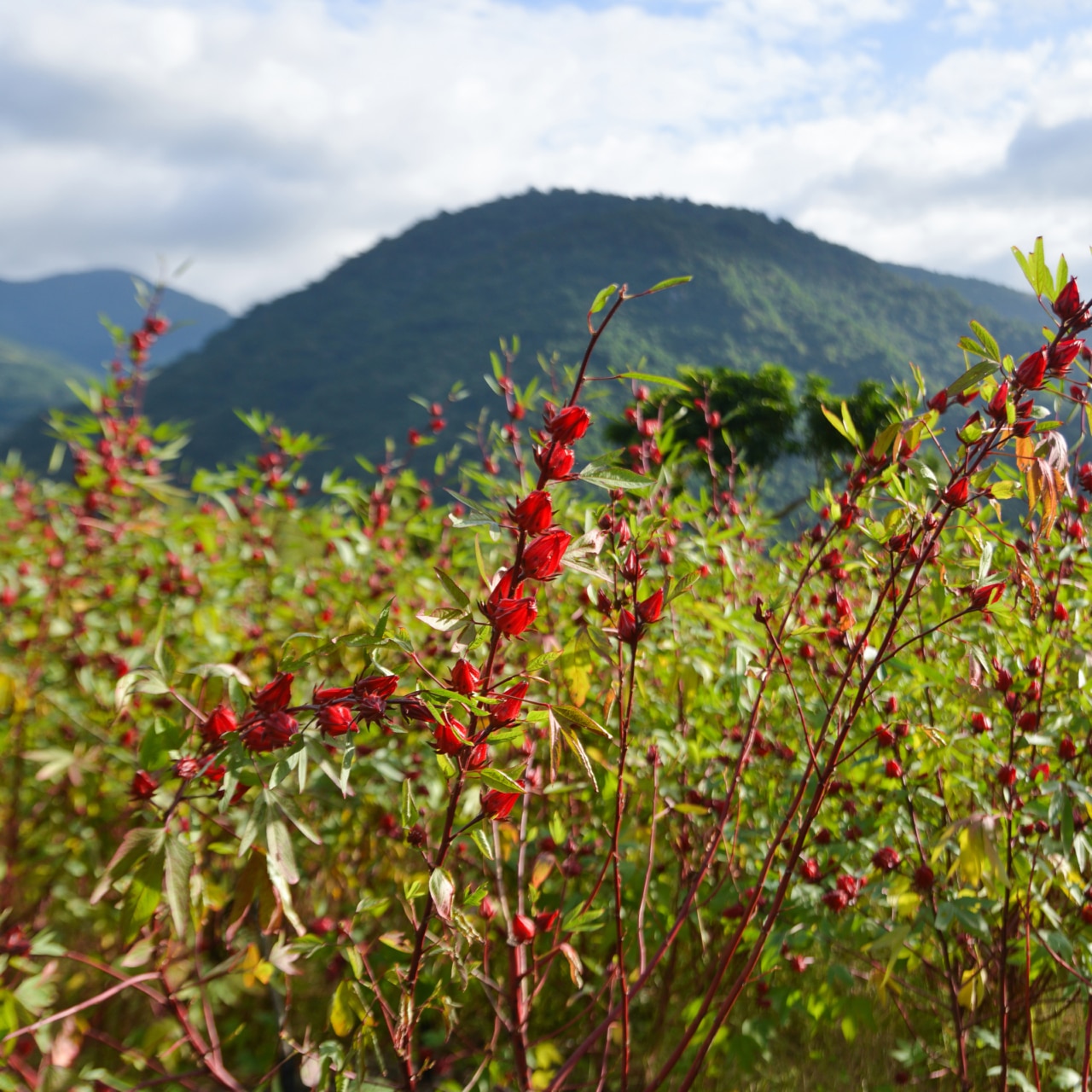 Le piment oiseau : Tout ce que vous devez savoir sur cette épice