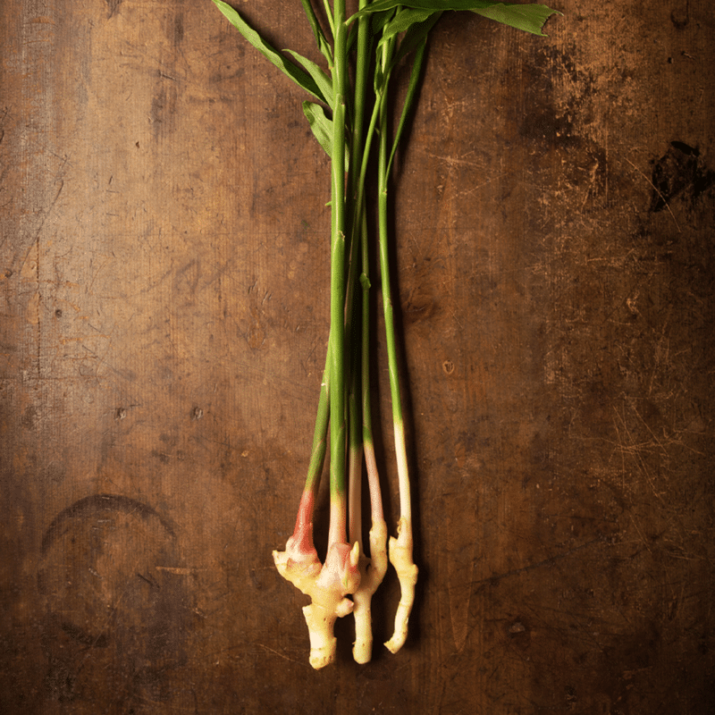 All you need to know about wild spices