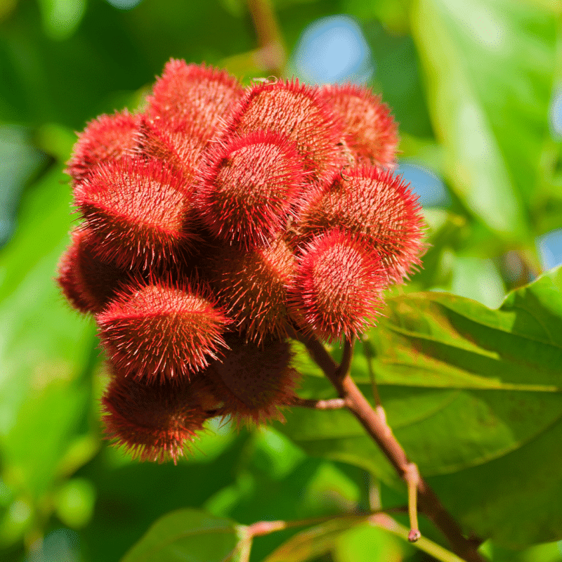 On vous en dit plus sur le Roucou