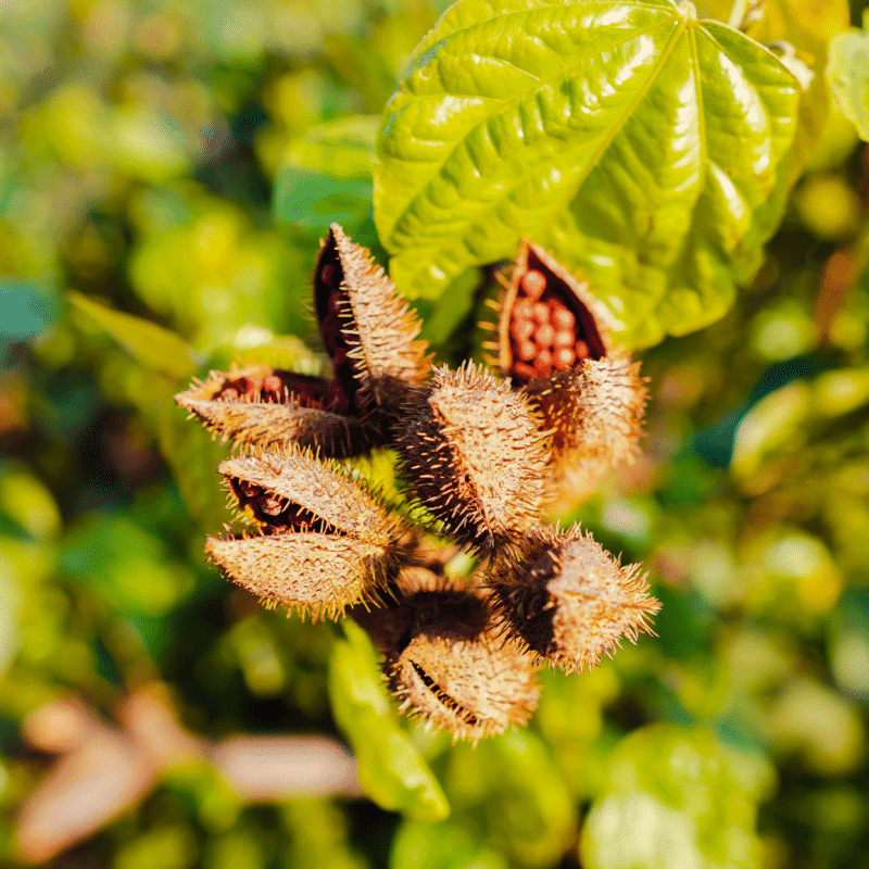 On vous en dit plus sur le Roucou