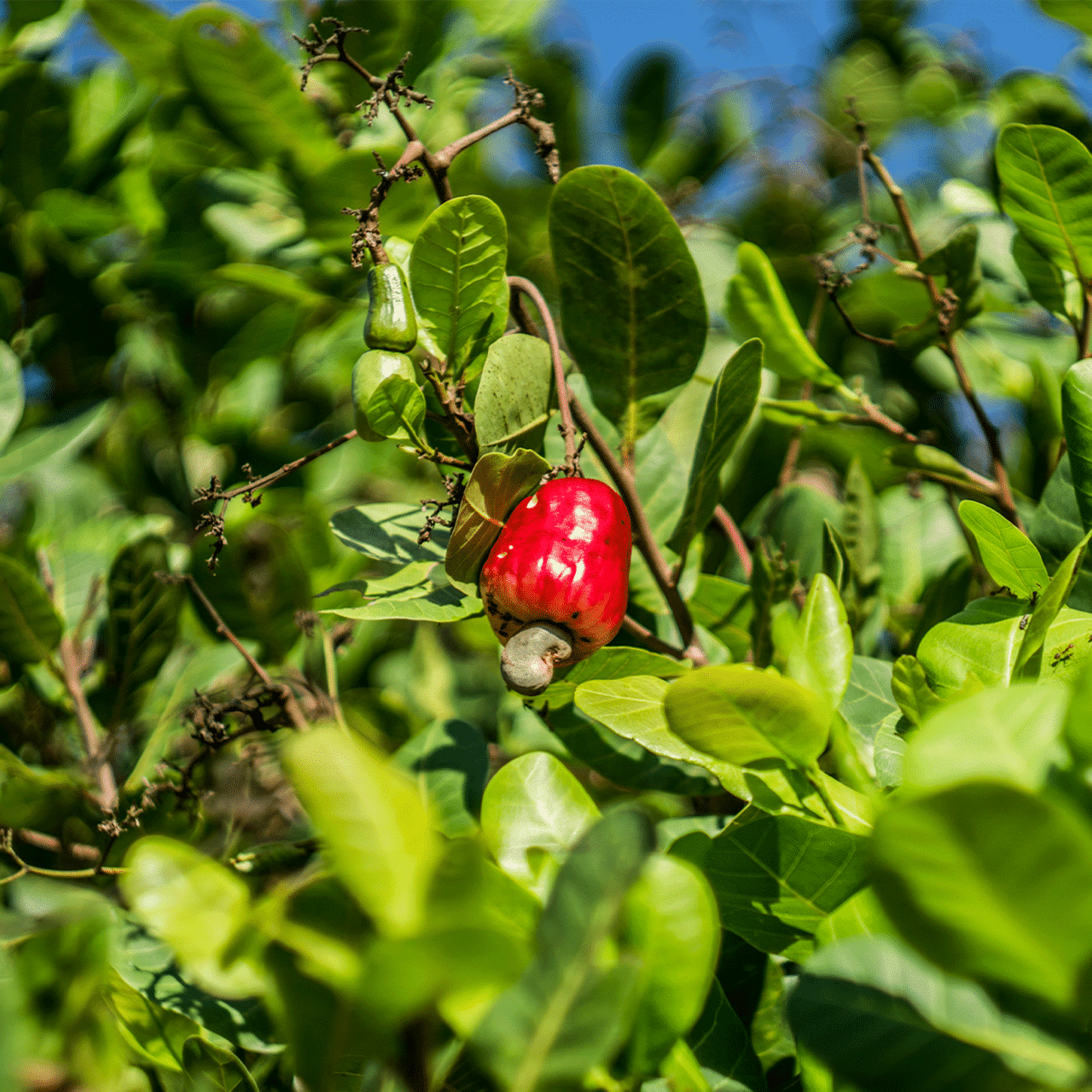 Noix de Cajou : utilisation, apports nutritionnels et bienfaits
