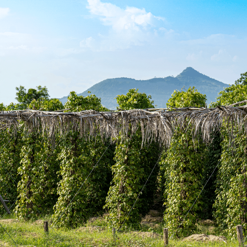 Let us tell you more about fresh Kampot Pepper in salt