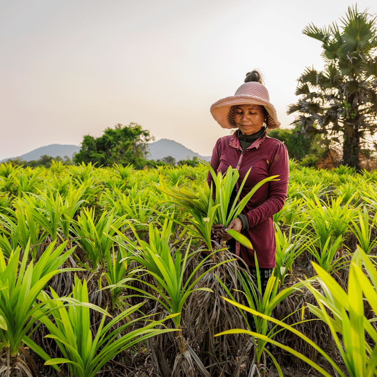 Leaarn more about short supply chain in spices world