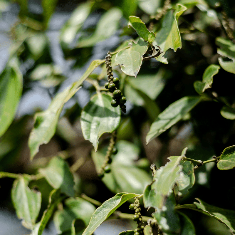 Complete guide to Peppercorns