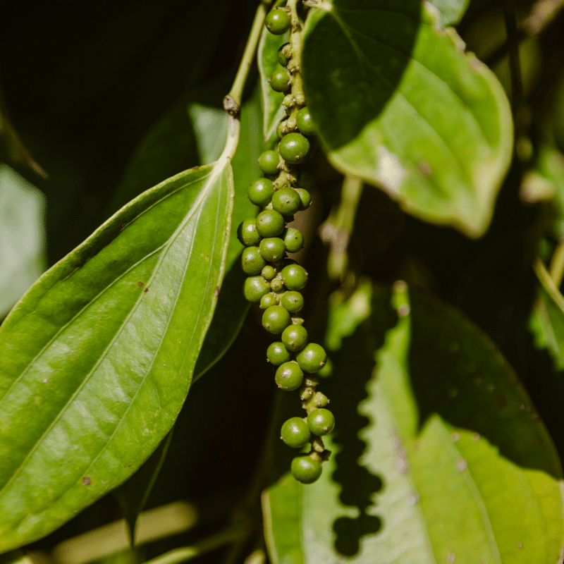 The benefits of Kampot pepper and why it is exceptional