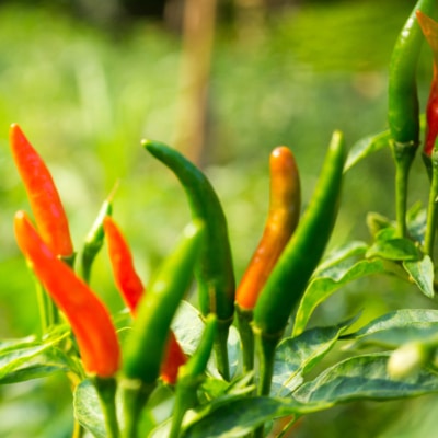 Bird's eye chili: All you need to know about this spice