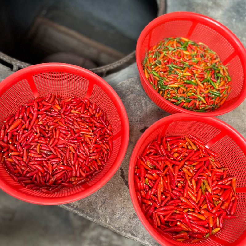 Le piment oiseau : Tout ce que vous devez savoir sur cette épice