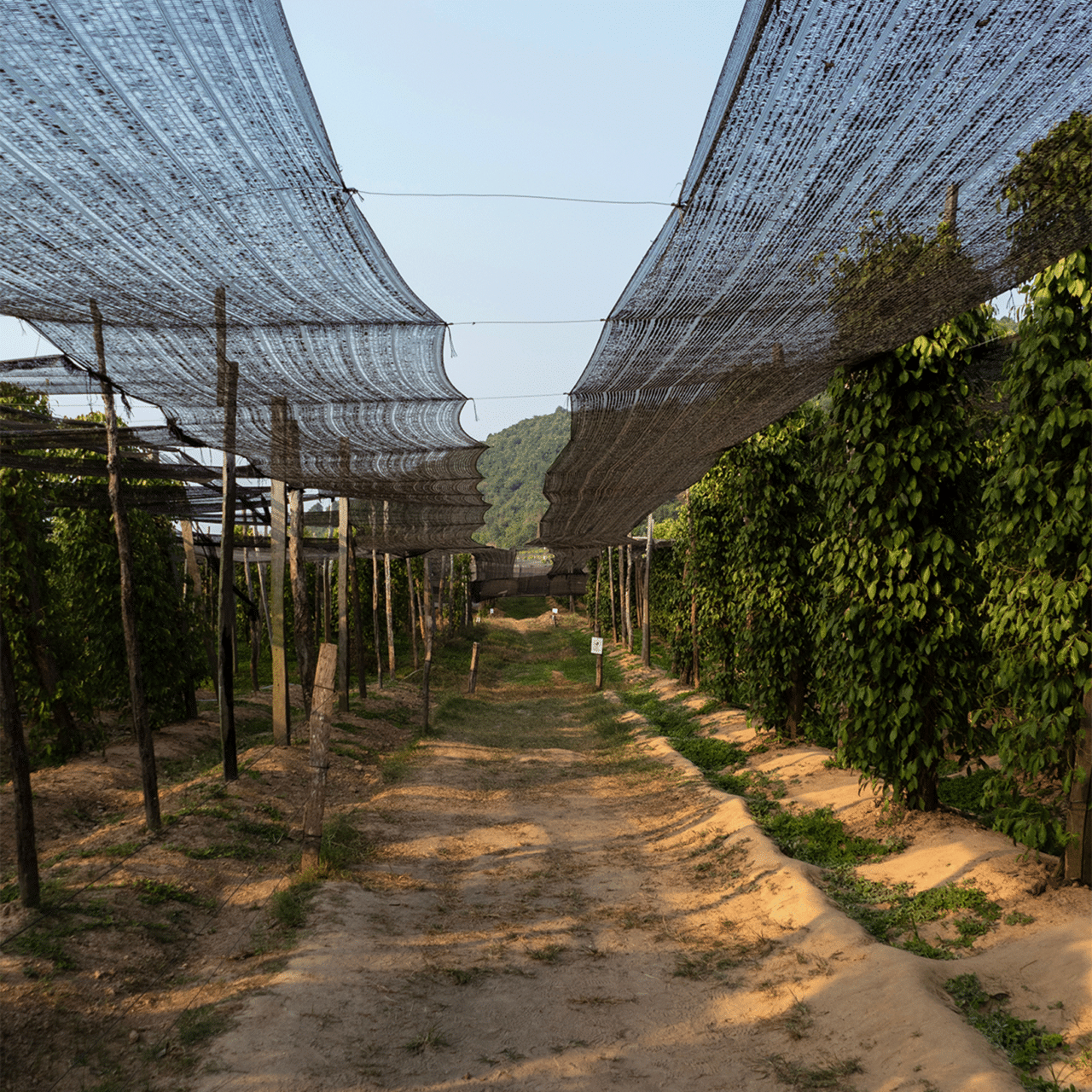 The 12 most frequently asked questions about Plantation